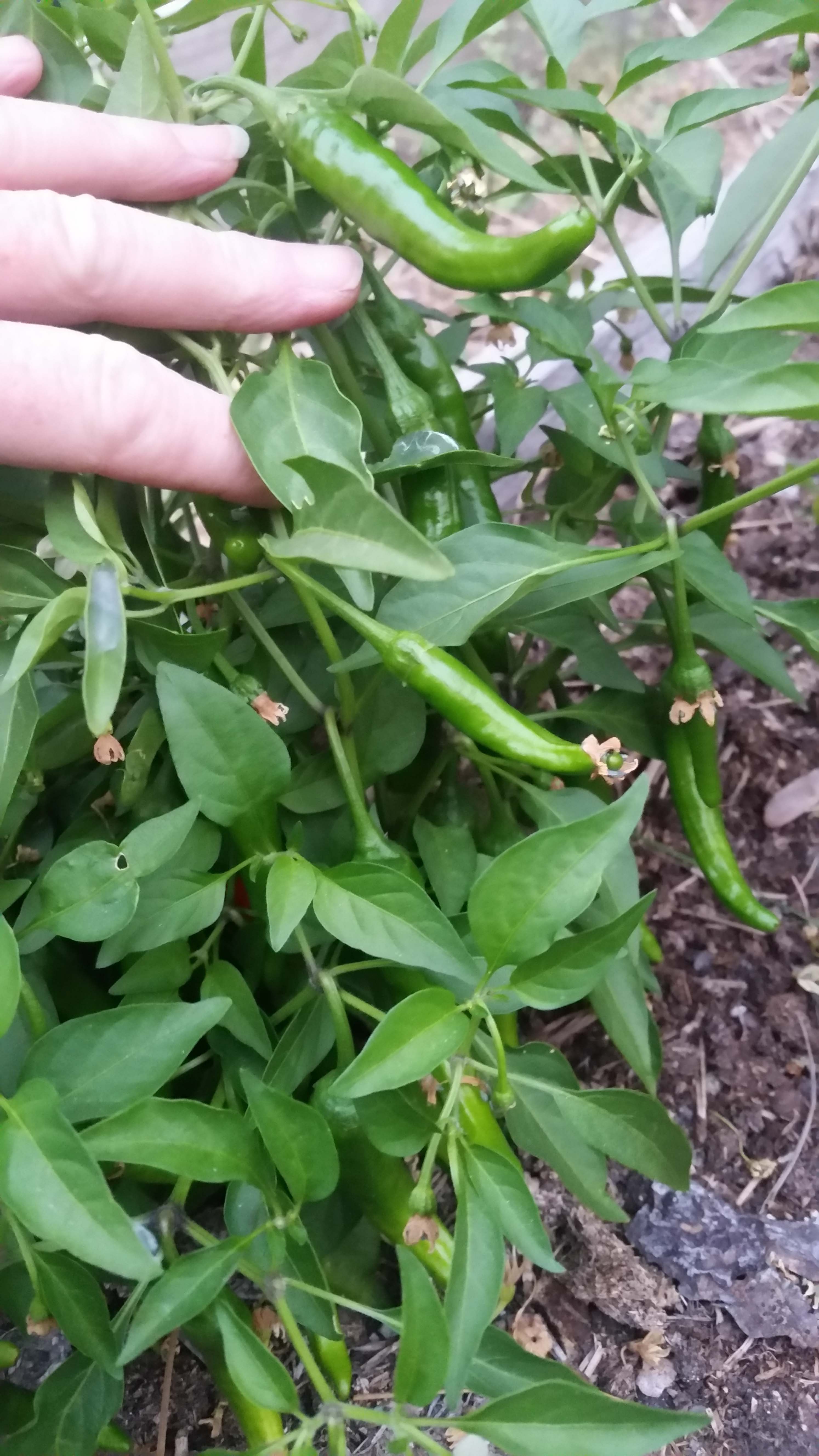 What to do With Those Peppers | Grammy's Garden of Life